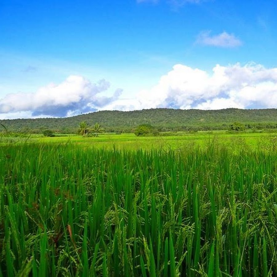 PADDY – Raithasiri Seeds